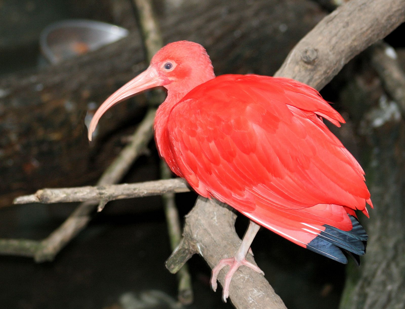 Scarlet Ibis | Animal Wiki | FANDOM powered by Wikia