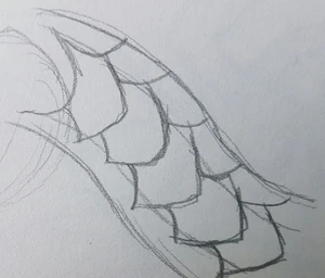 ANATOMY 101: SEAWINGS | DRAWING TUTORIAL | Fandom