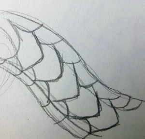 ANATOMY 101: SEAWINGS | DRAWING TUTORIAL | Fandom