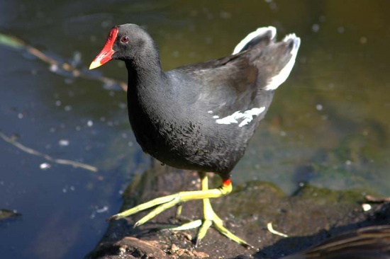 Image - Queen MOorhen.jpg | Wings of Fire Wiki | FANDOM powered by Wikia Image - Queen MOorhen.jpg | Wings of Fire Wiki | FANDOM powered by Wikia