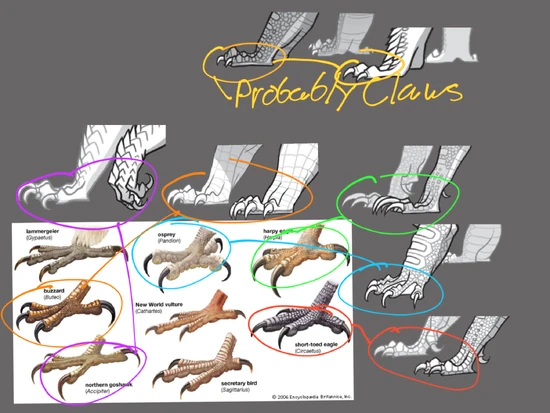 Talons or Paws? | Fandom