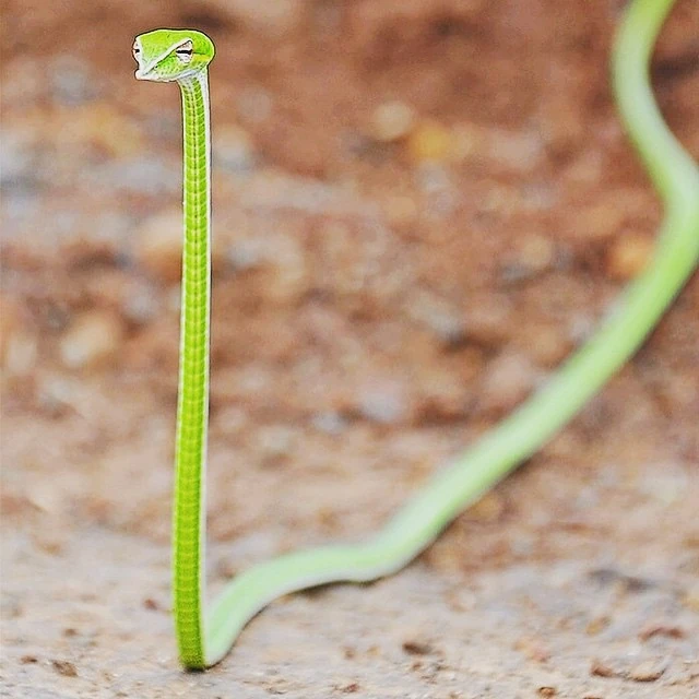 User blog:VenustheLeafwing14/observe. | Wings of Fire Fanon Wiki | Fandom