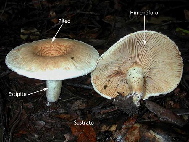 ¿Cómo están formados los macrohongos?… ¿Cómo nacen, crecen y se ...