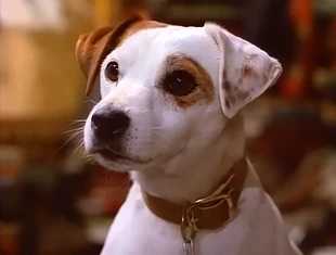 Wishbone (character) | Wishbone Wiki | Fandom