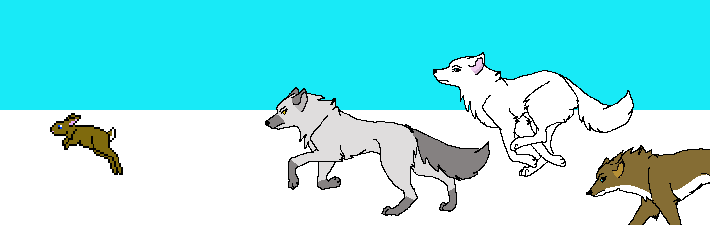 Image - Wolves Hunting.gif | Wolf Packs Wiki | FANDOM powered by Wikia