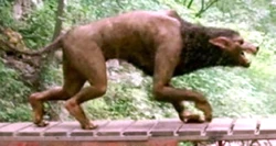 Josh Levison | Werewolves Wiki | FANDOM powered by Wikia