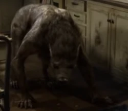 Josh Levison | Werewolves Wiki | Fandom