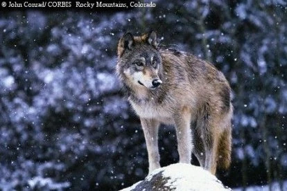 Image - Northern rocky mountain wolf.jpg | Wolves Of Yellowstone Wiki ...
