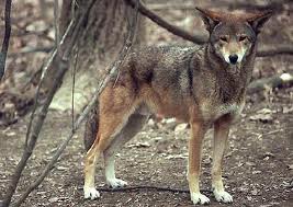 Florida Red wolves | Wolves wolves wolves Wiki | FANDOM powered by Wikia