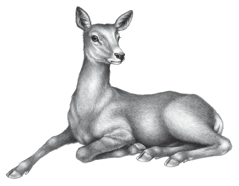 Bild - Illustration Lou 1.png | Woodwalkers Wiki | FANDOM powered by Wikia