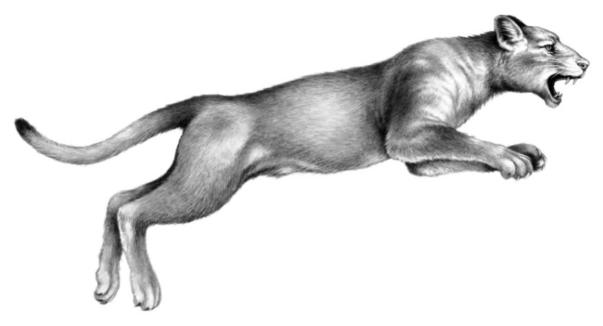 Bild - Illustration Carag 5.png | Woodwalkers Wiki | FANDOM powered by ... Bild - Illustration Carag 5.png | Woodwalkers Wiki | FANDOM powered by ...