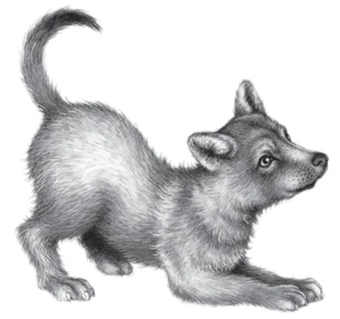 Miro | Woodwalkers Wiki | FANDOM powered by Wikia