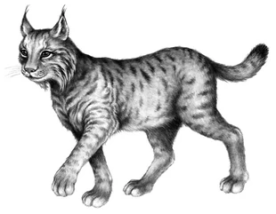 Arula | Woodwalkers Wiki | Fandom