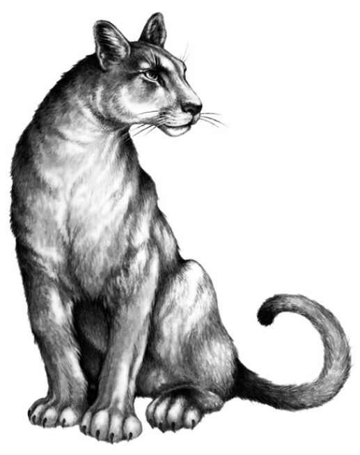 Bild - Illustration Carag 1.png | Woodwalkers Wiki | FANDOM powered by ... Bild - Illustration Carag 1.png | Woodwalkers Wiki | FANDOM powered by ...