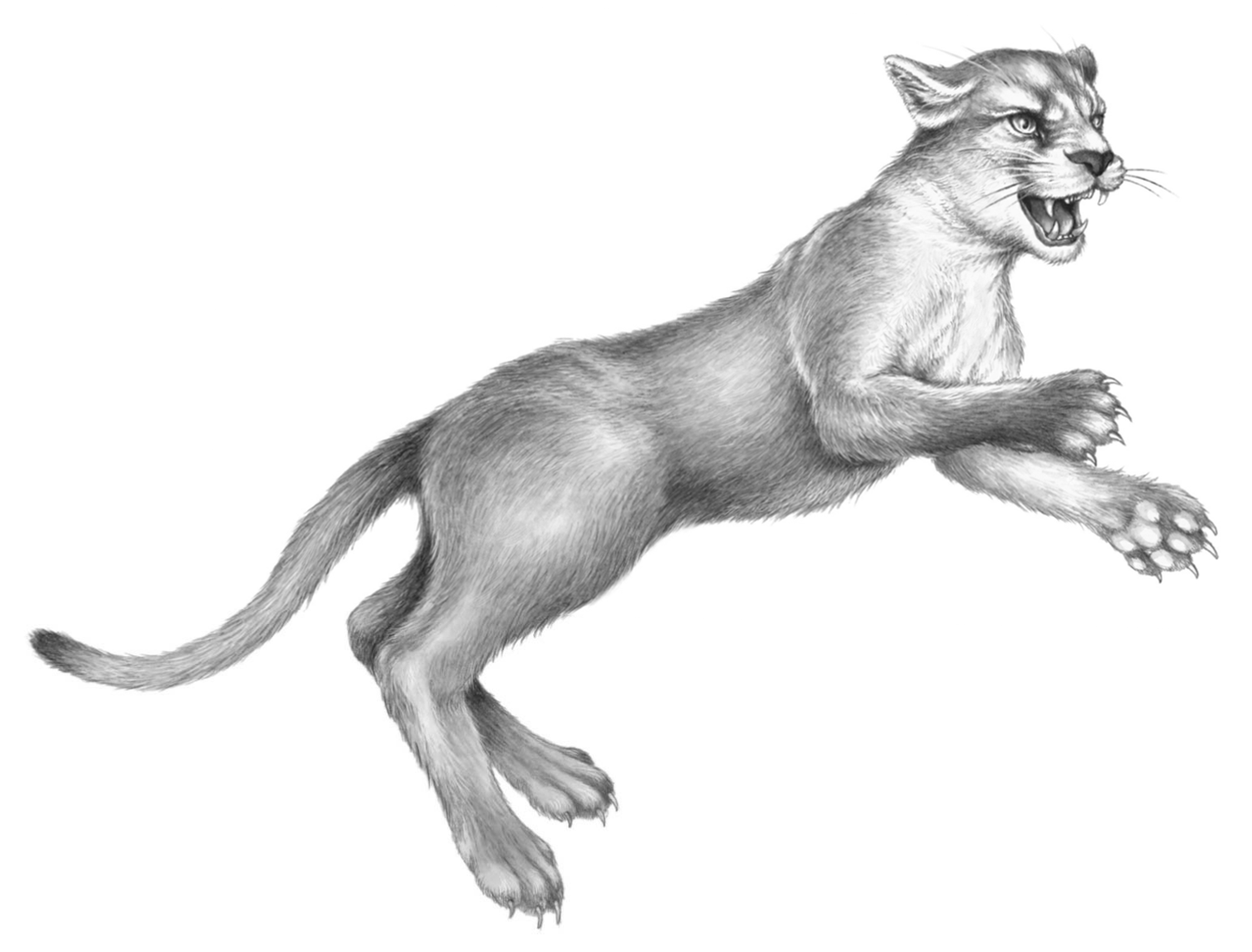 Bild - Illustration Carag 4.png | Woodwalkers Wiki | FANDOM powered by ... Bild - Illustration Carag 4.png | Woodwalkers Wiki | FANDOM powered by ...