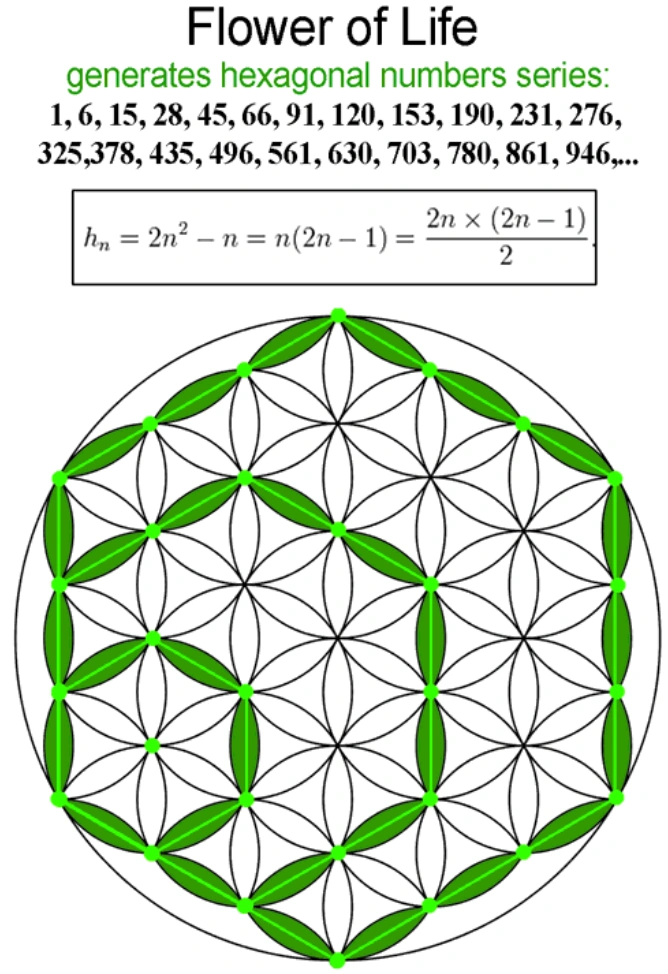 Flower Of Life Torus | Best Flower Site