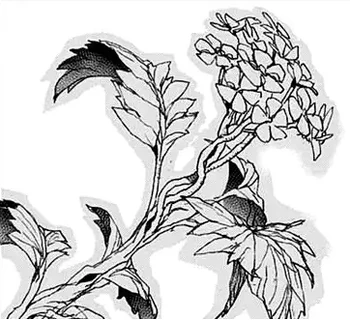 Vida | The Promised Neverland Wiki | FANDOM powered by Wikia