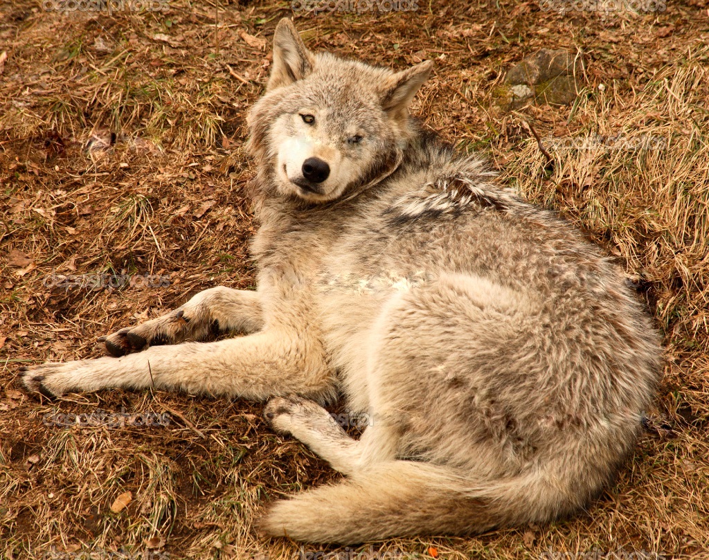 Image Depositphotos 2049247 Pregnant Wolf Youngonespack Wiki Fandom Powered By Wikia