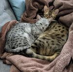 Grian | Wikitubia | Fandom