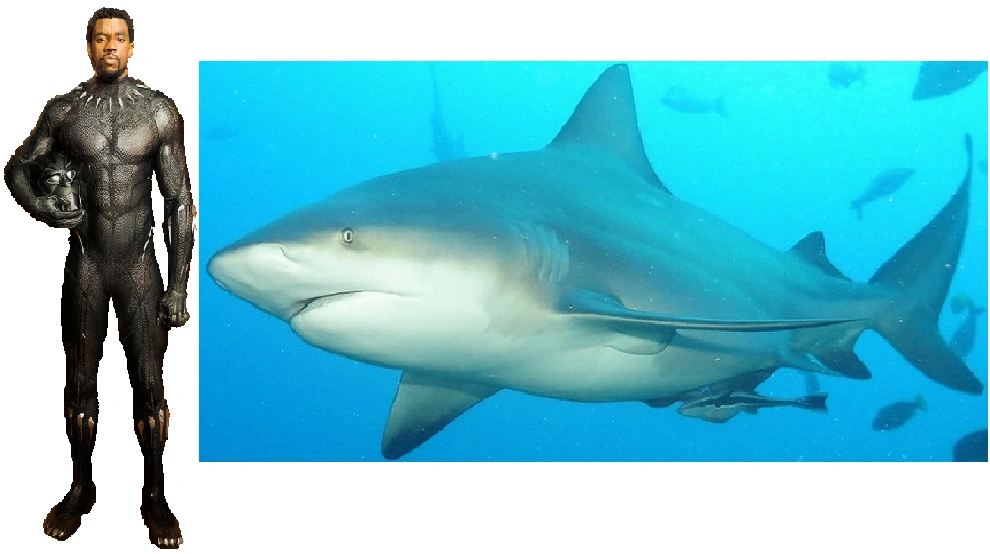 Bull Shark | Zoo tycoon movie Wikia | Fandom