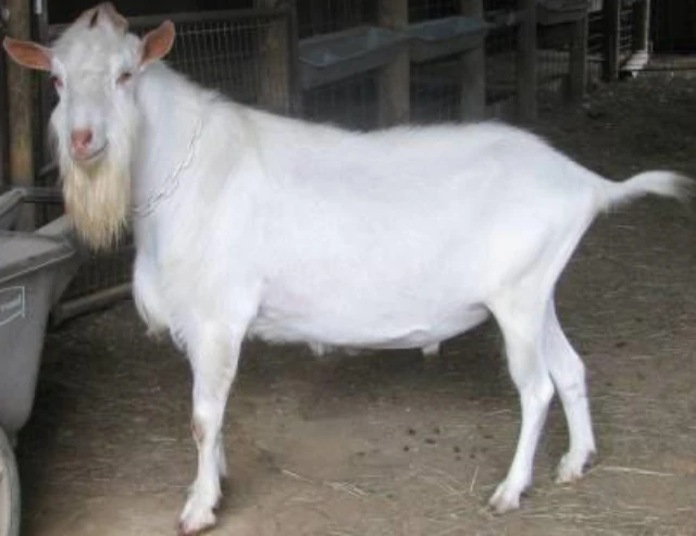 Saanen Goat | Zoo tycoon movie Wikia | Fandom