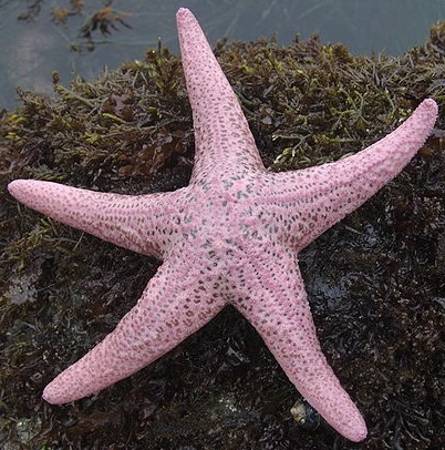 Pink Starfish | Zoo tycoon movie Wikia | Fandom