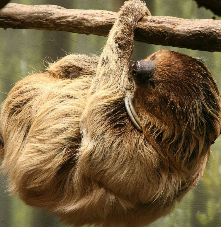 Linnaeus's Two-toed Sloth | Zoo tycoon movie Wikia | Fandom