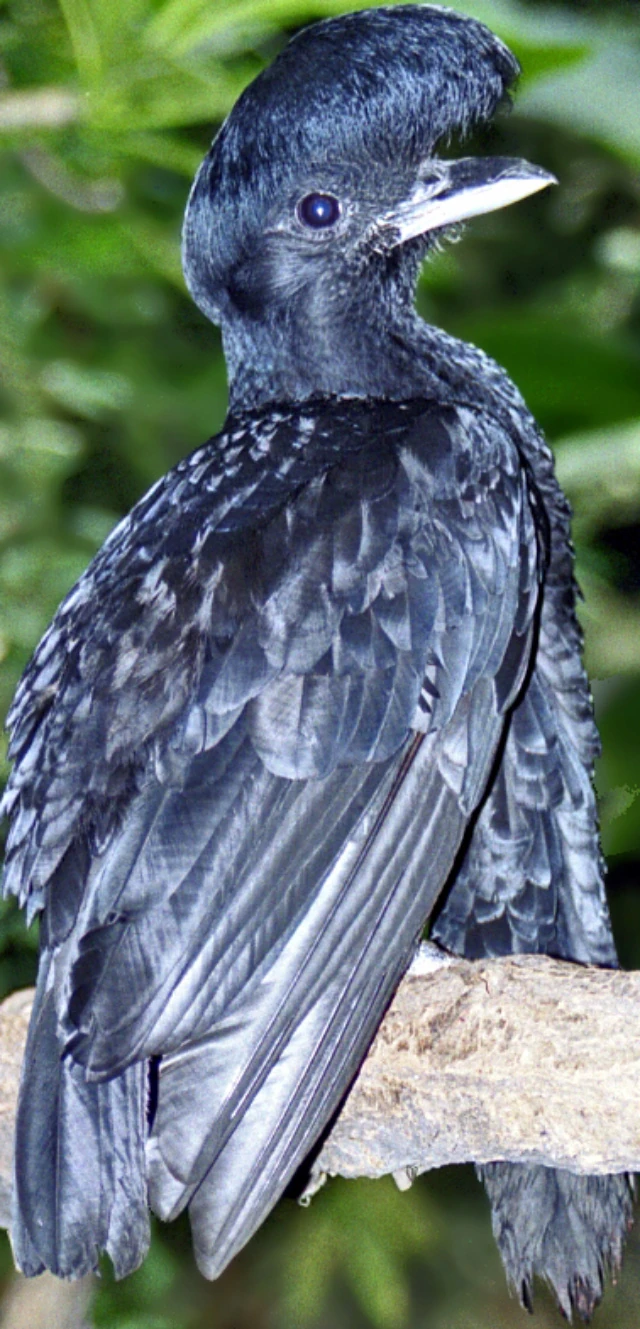 Long-wattled Umbrellabird | Zoo tycoon movie Wikia | Fandom