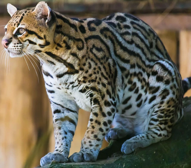 Ocelot | Zoo tycoon movie Wikia | Fandom
