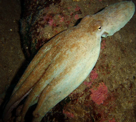 Common Octopus | Zoo tycoon movie Wikia | Fandom