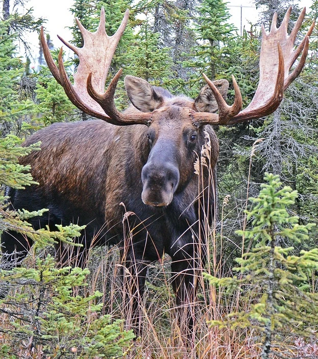 Alaskan Moose | Zoo tycoon movie Wikia | Fandom