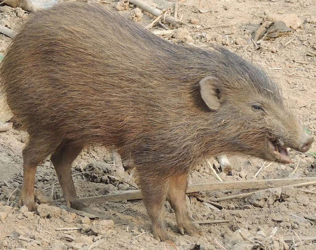 Pygmy Hog | Zoo tycoon movie Wikia | Fandom