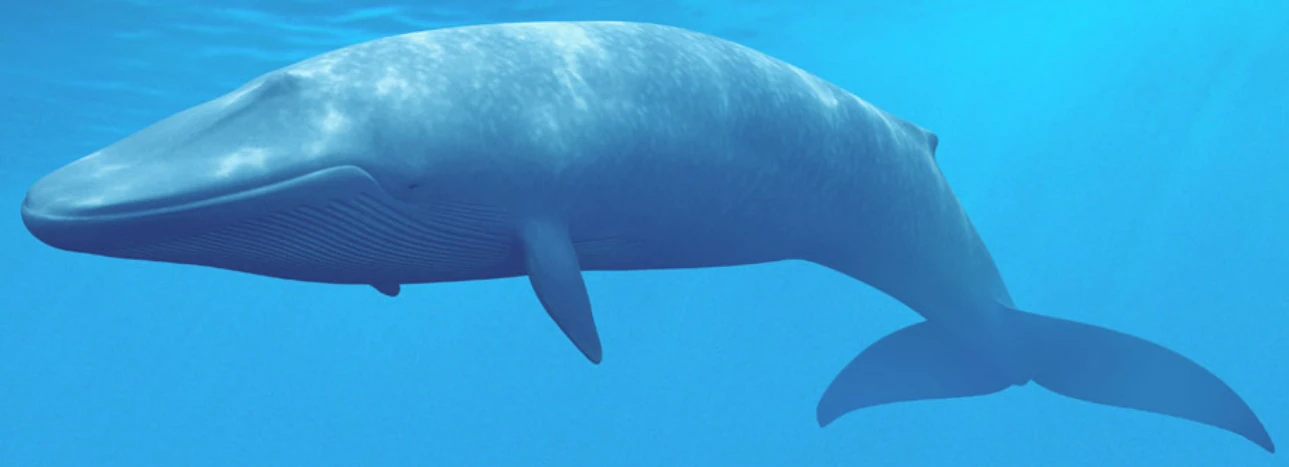 Blue Whale | Zoo tycoon movie Wikia | Fandom