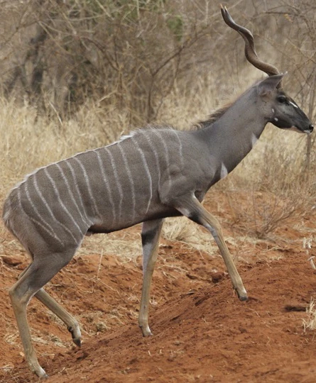 Lesser Kudu | Zoo tycoon movie Wikia | Fandom