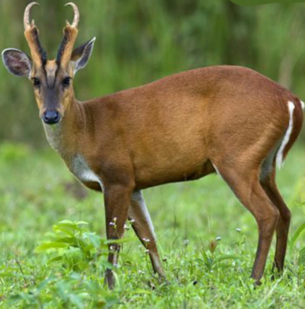 Indian Muntjac | Zoo tycoon movie Wikia | Fandom