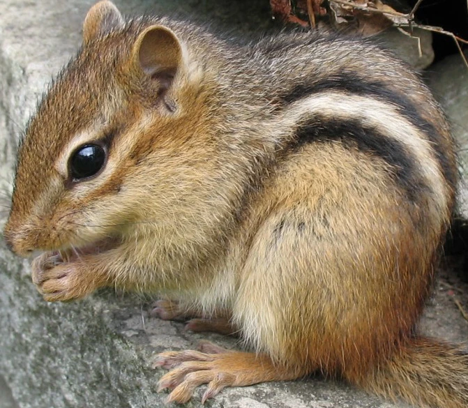 Eastern Chipmunk | Zoo tycoon movie Wikia | Fandom