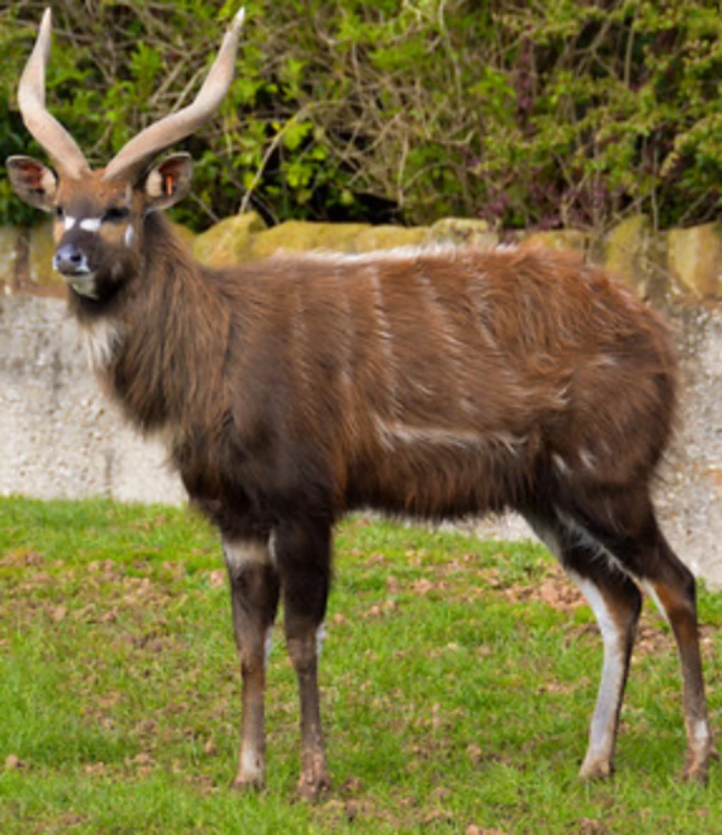 Sitatunga | Zoo tycoon movie Wikia | Fandom