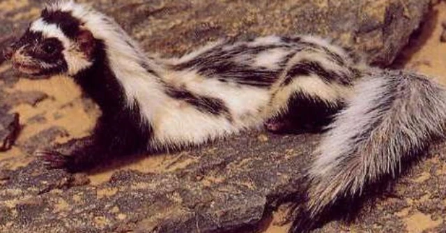 Zorilla | Zoo tycoon movie Wikia | Fandom