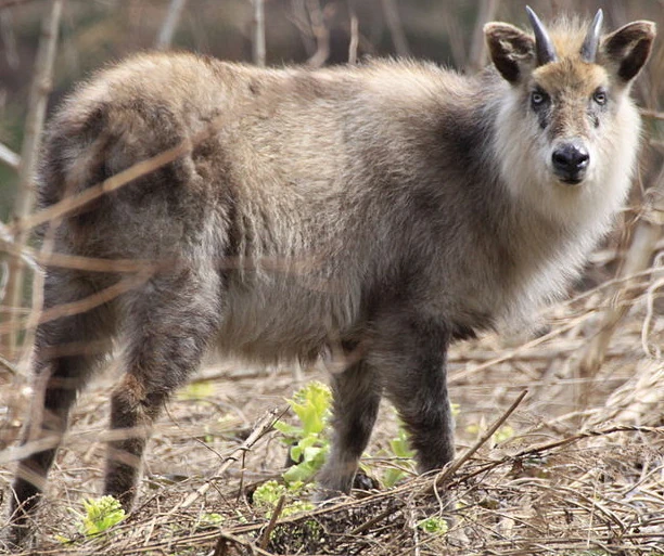 Japanese Serow | Zoo tycoon movie Wikia | Fandom