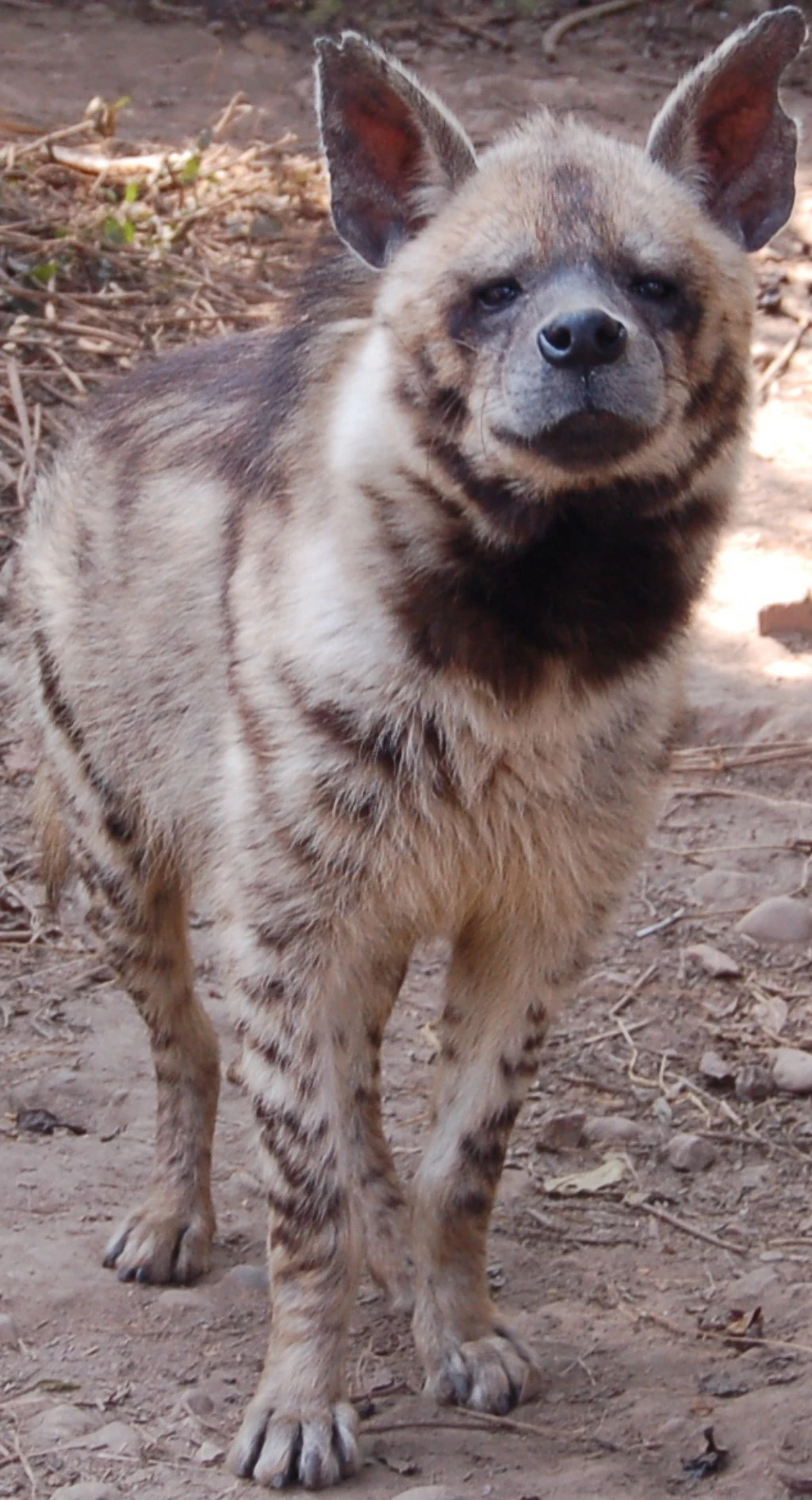 Striped Hyena | Zoo tycoon movie Wikia | Fandom