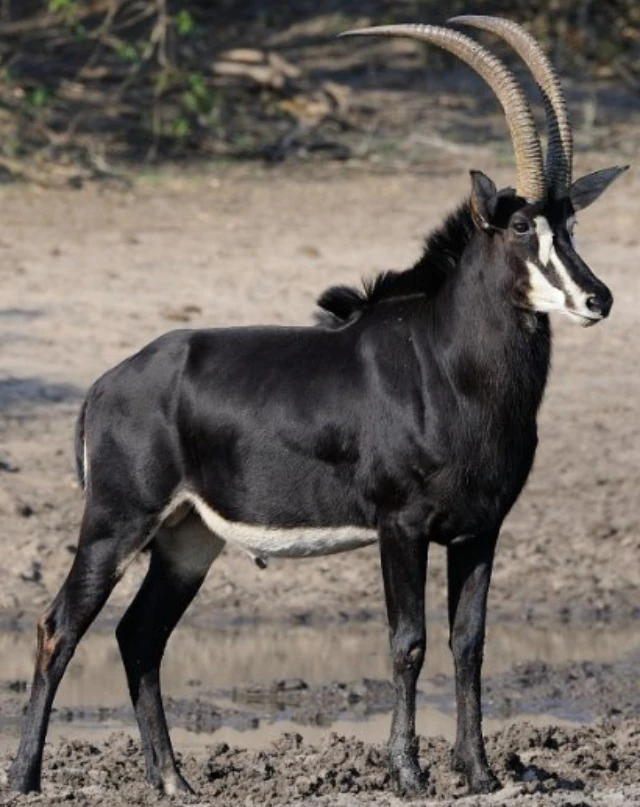 Giant Sable Antelope | Zoo tycoon movie Wikia | Fandom