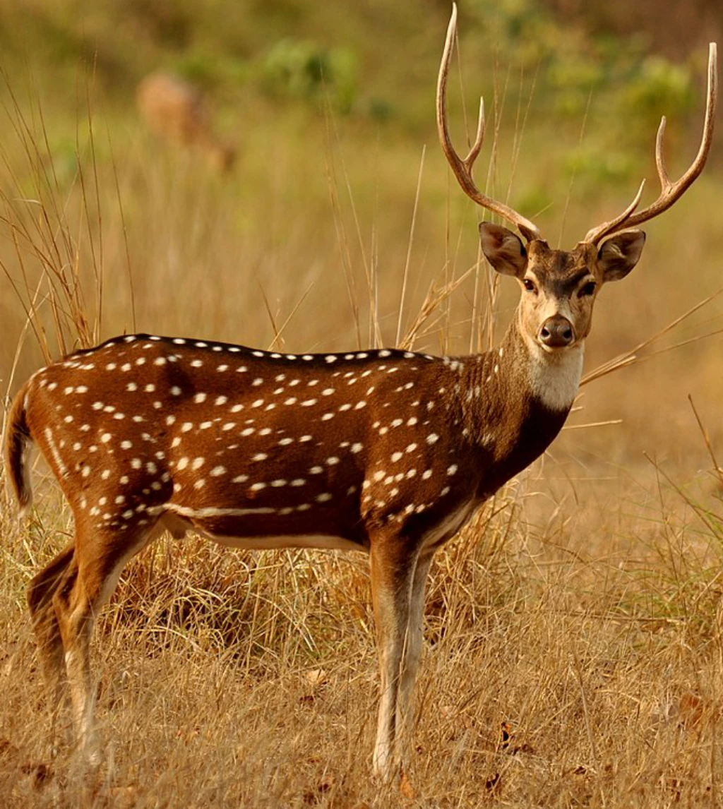 Chital | Zoo tycoon movie Wikia | Fandom