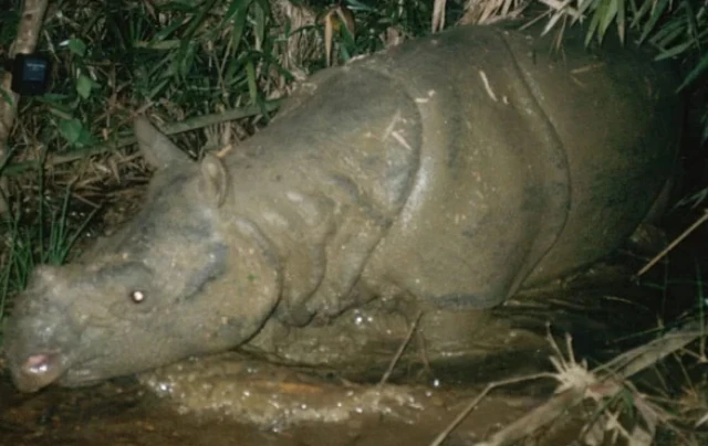 Javan Rhinoceros | Zoo tycoon movie Wikia | Fandom