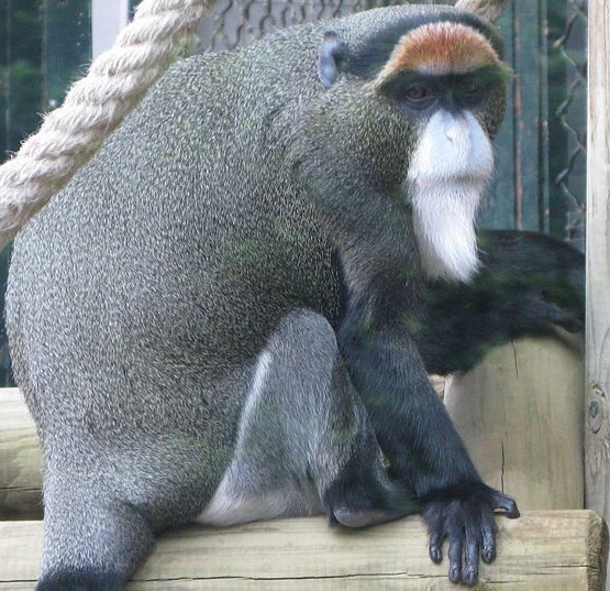 De Brazza's Monkey | Zoo tycoon movie Wikia | Fandom