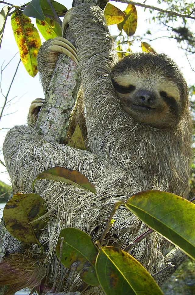 Brown-throated Sloth | Zoo tycoon movie Wikia | Fandom