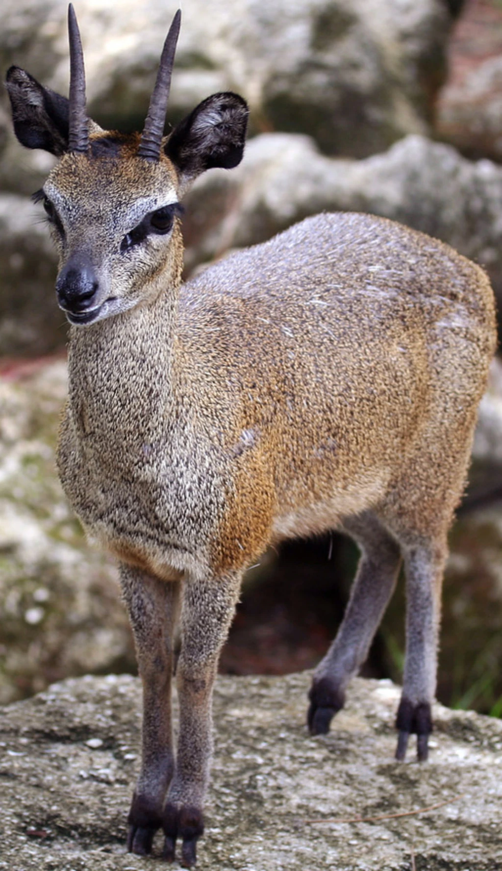 Klipspringer | Zoo tycoon movie Wikia | Fandom