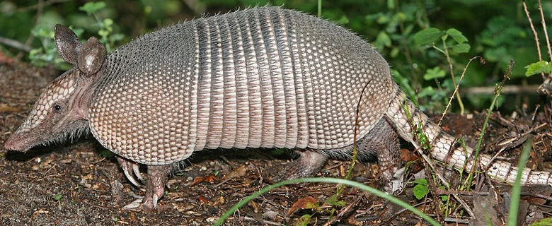 Nine-banded Armadillo | Zoo tycoon movie Wikia | Fandom