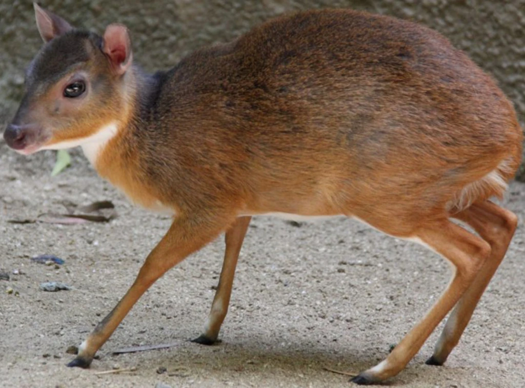 Royal Antelope | Zoo tycoon movie Wikia | Fandom