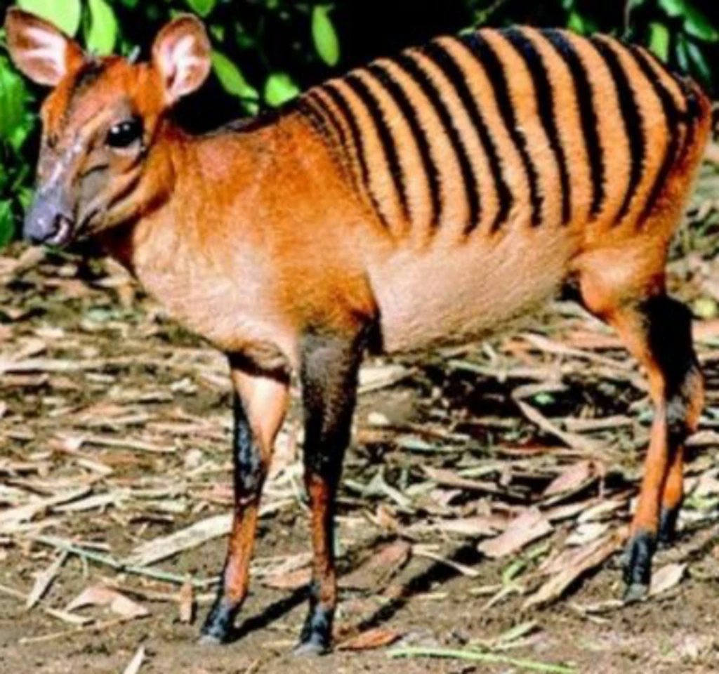 Zebra Duiker | Zoo tycoon movie Wikia | Fandom