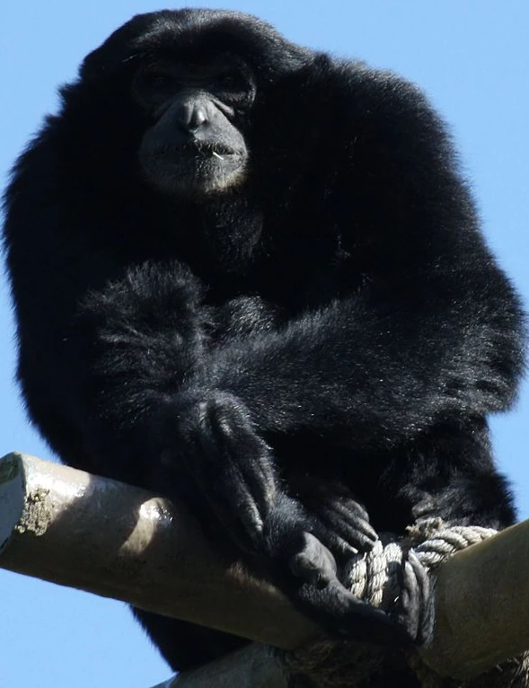 Siamang | Zoo tycoon movie Wikia | Fandom